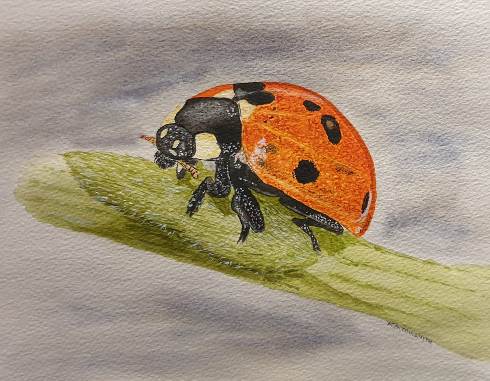 Watercolour ladybird video tutorial of the whole painting - The Devon ...