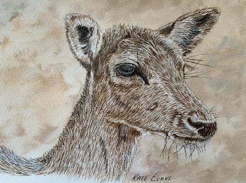 Tutorial Fallow Deer - The Devon Artist