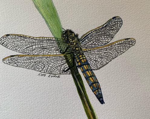 How to paint a dragonfly in realistic watercolour, a guide - The Devon ...