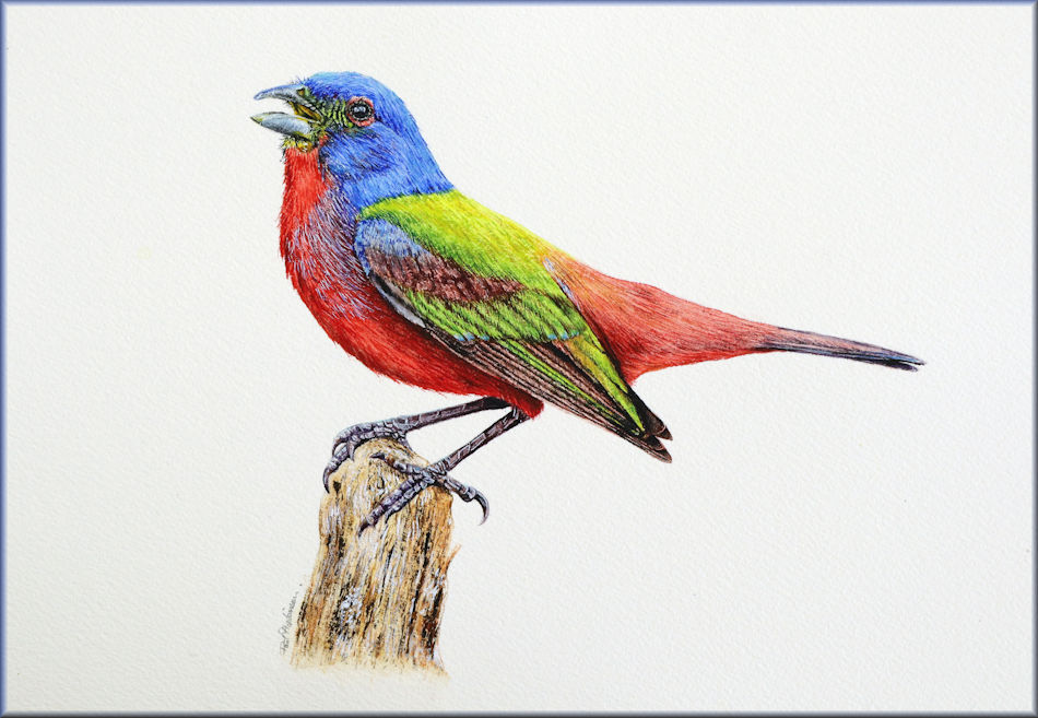 Online watercolor painting course, illustration fine art- The Devon Artist