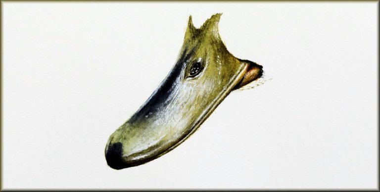 Bird painting watercolor study, duck's beak video tutorial - The Devon ...