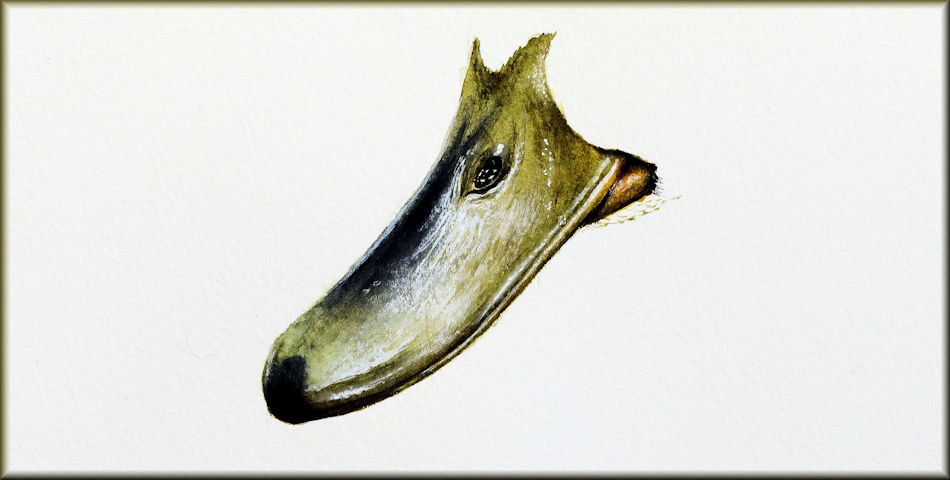 Bird painting watercolor study, duck's beak video tutorial - The Devon ...