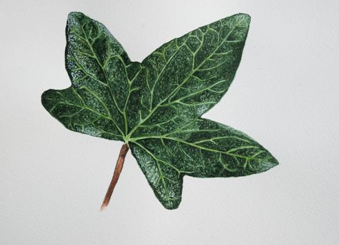 Botanical watercolor painting tutorial - a realistic ivy leaf - The ...