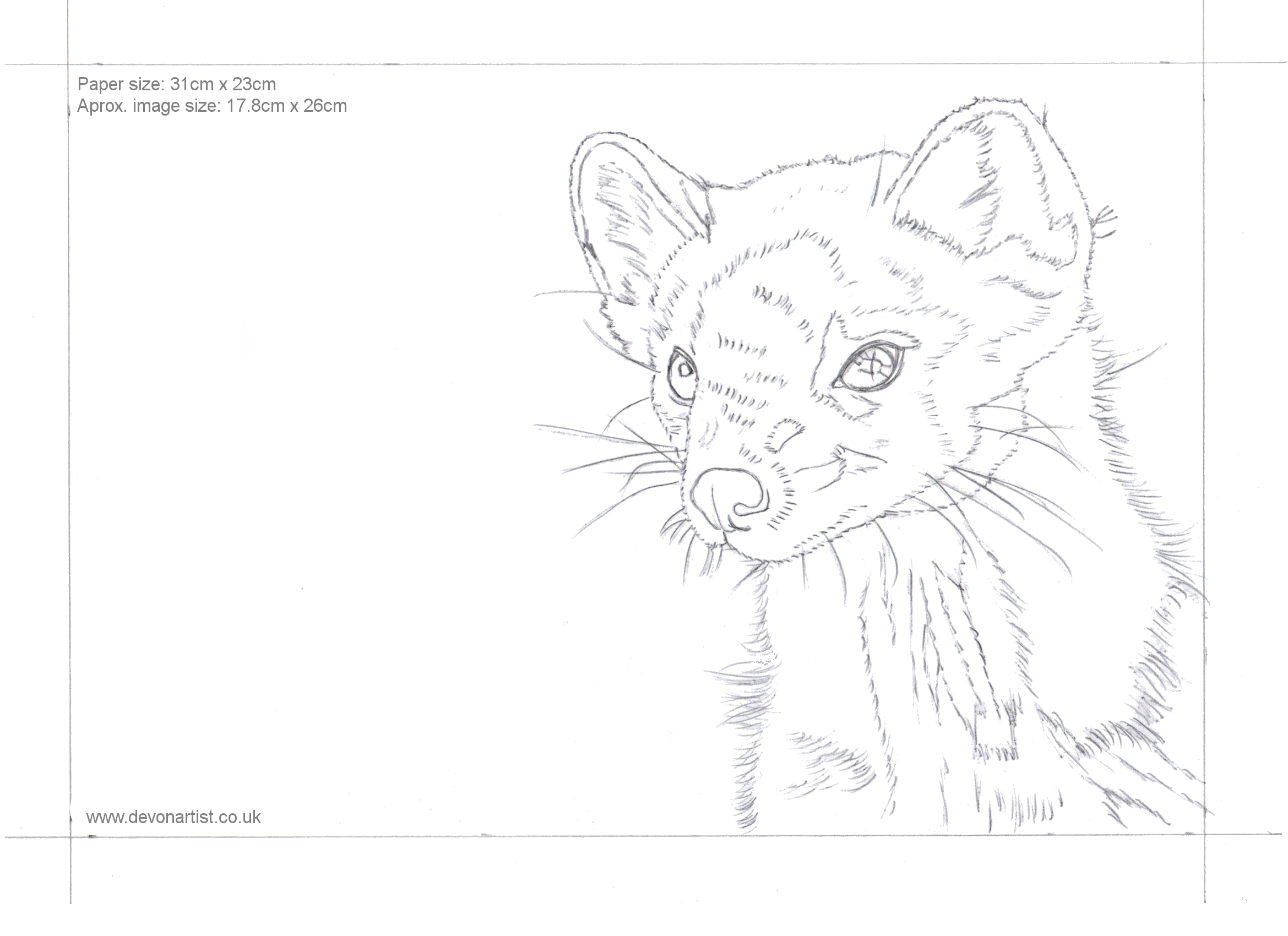 Watercolour wildlife painting lesson, realistic fine detail - The Devon ...