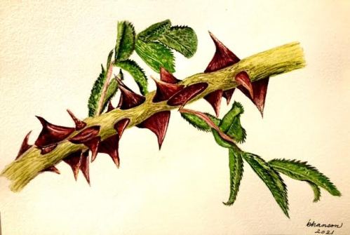 Rose thorn watercolour tutorial, suitable for beginners - The Devon Artist