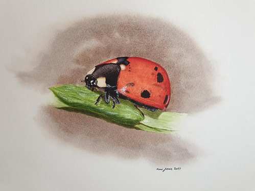 Watercolour ladybird video tutorial of the whole painting - The Devon ...