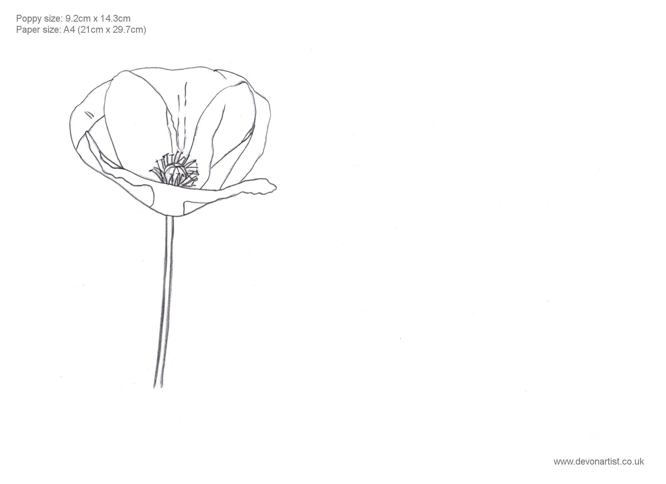 Tutorial Poppy - The Devon Artist