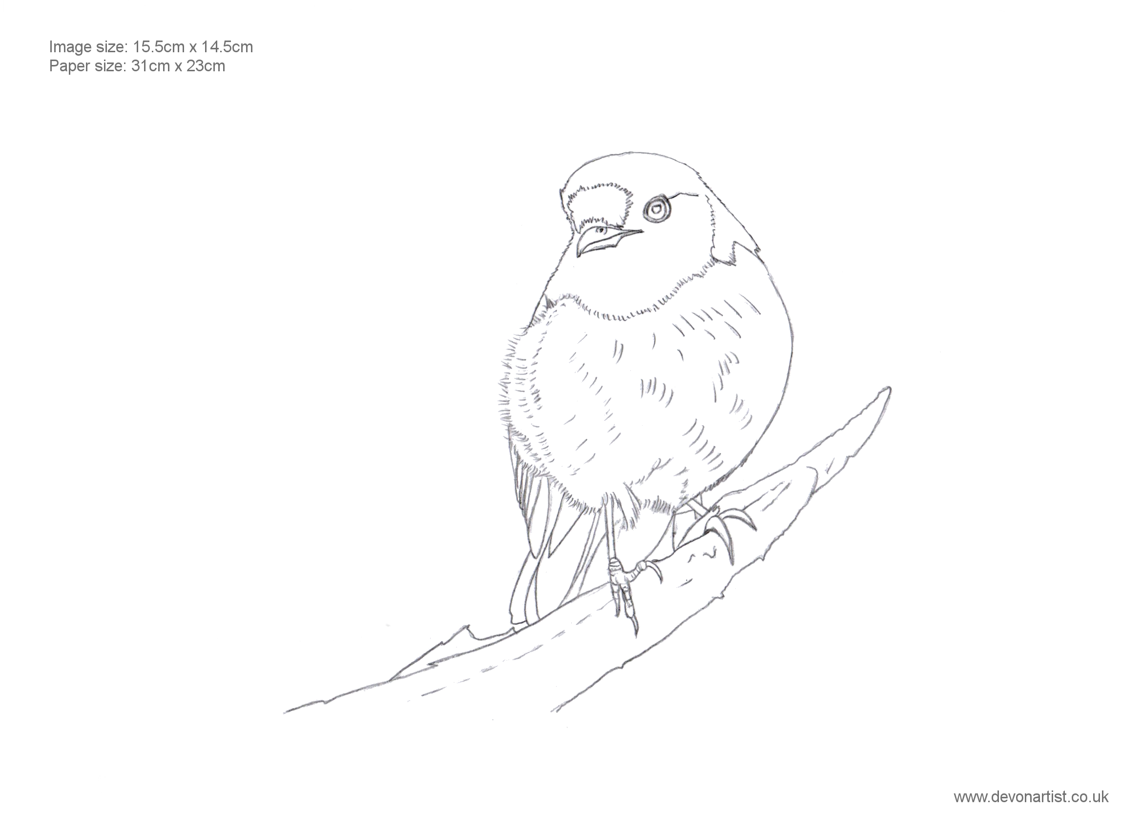 Painting a robin illustration in watercolour, with fine detail - The ...