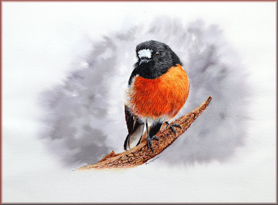 Painting a robin illustration in watercolour, with fine detail - The ...