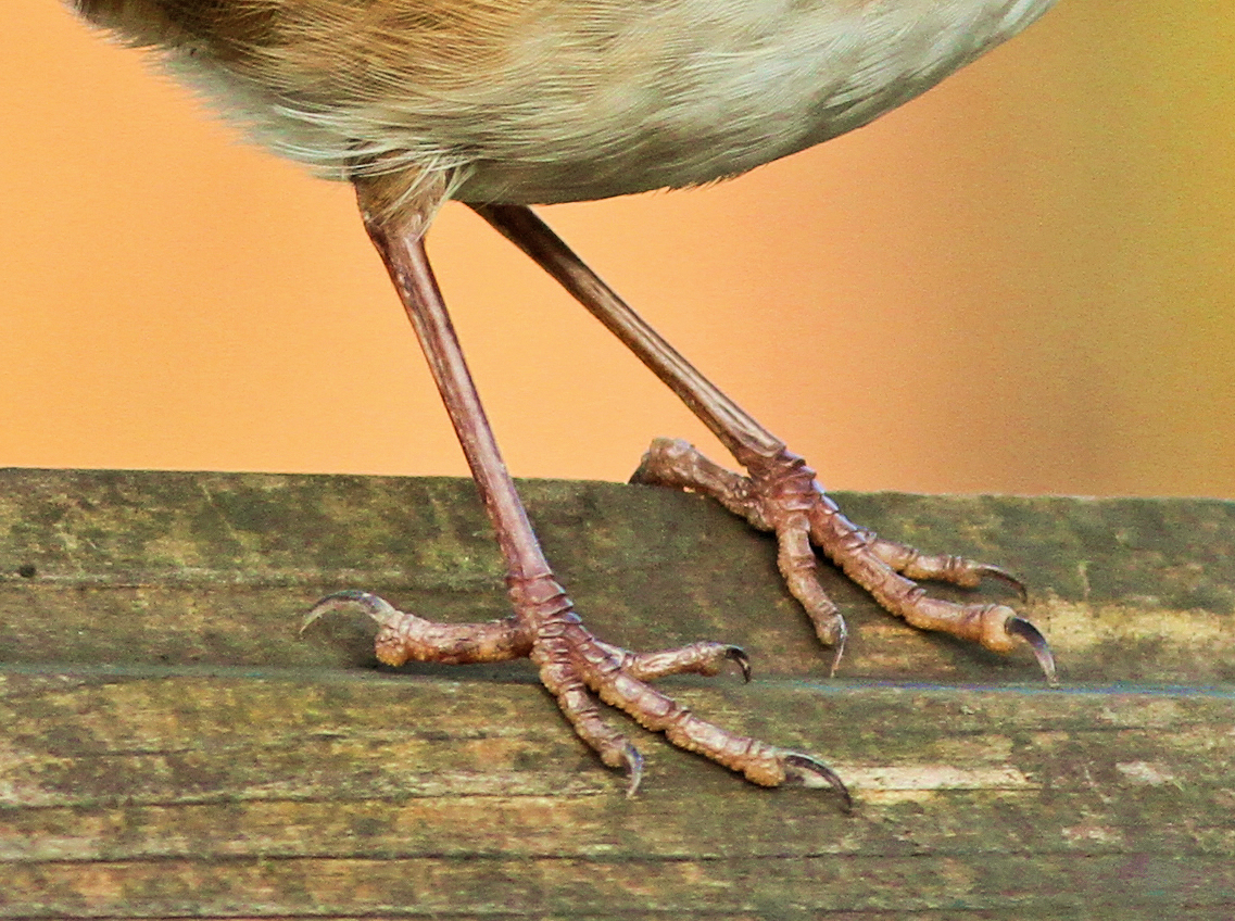 Realistic bird painting techniques using watercolours - The Devon Artist