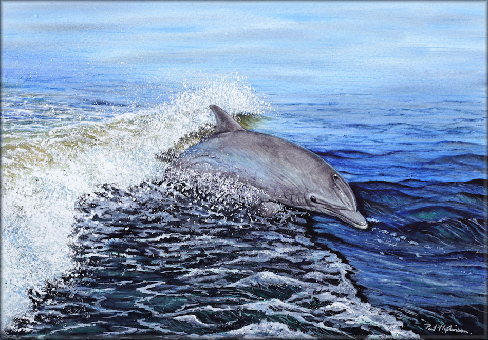 Painting a realistic dolphin in watercolour, video course - The Devon ...