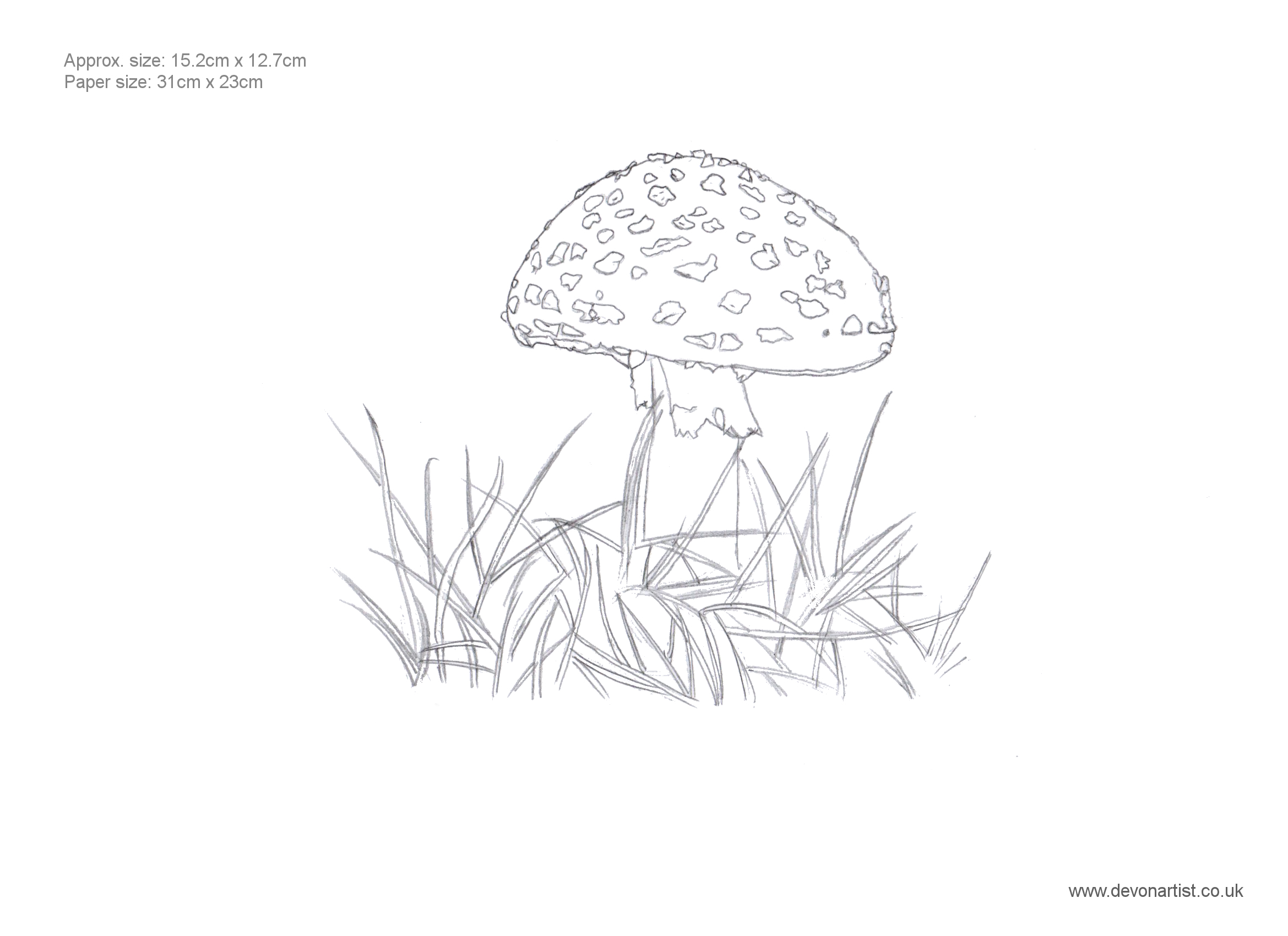 Pen and Wash Toadstool Illustration using Watercolour - The Devon Artist