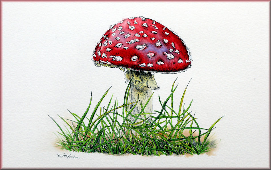 Pen and Wash Toadstool Illustration using Watercolour - The Devon Artist