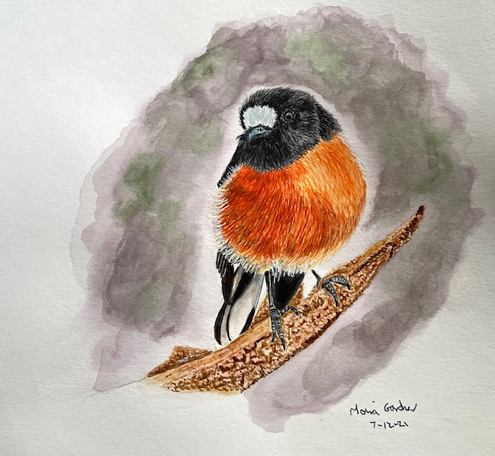 Painting a robin illustration in watercolour, with fine detail - The ...
