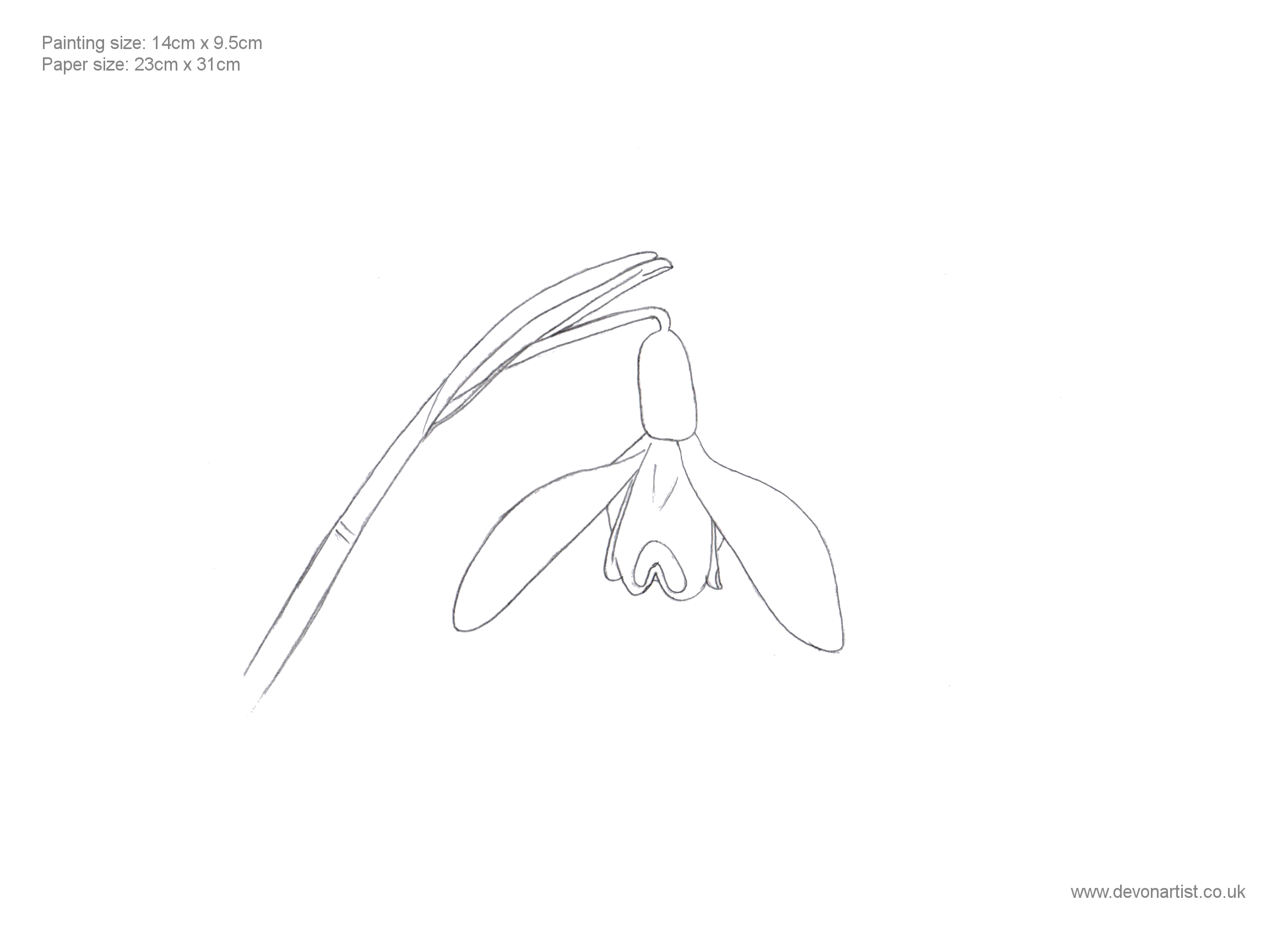 How to paint white flowers in watercolour, a snowdrop - The Devon Artist