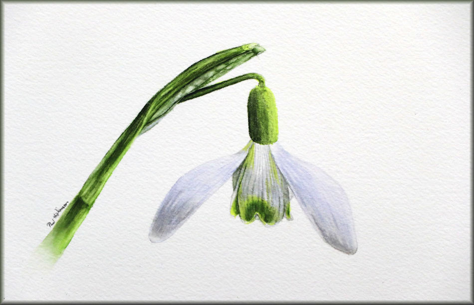 How to paint white flowers in watercolour, a snowdrop - The Devon Artist