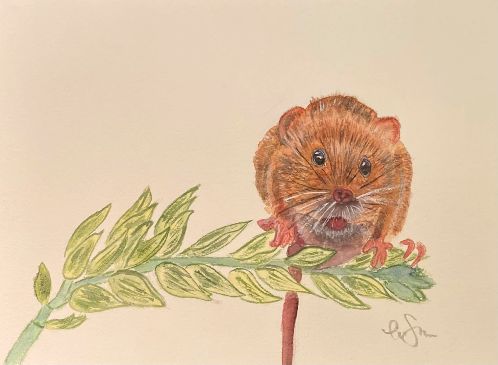 Beginner's guide to watercolour painting, video lessons - The Devon Artist