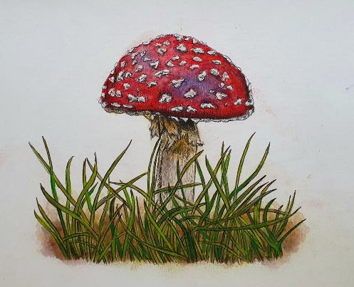 Pen and Wash Toadstool Illustration using Watercolour - The Devon Artist