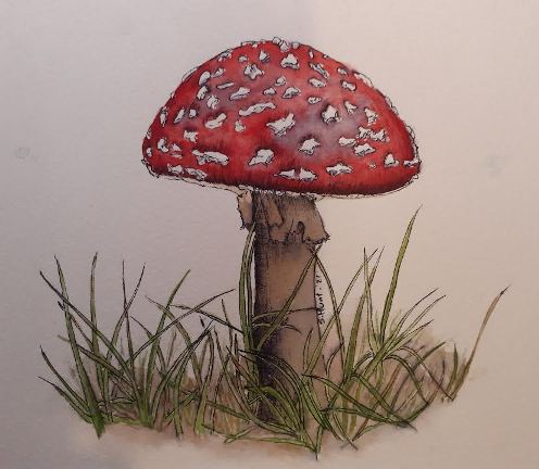 Pen and Wash Toadstool Illustration using Watercolour - The Devon Artist