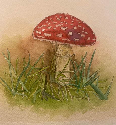 Pen and Wash Toadstool Illustration using Watercolour - The Devon Artist