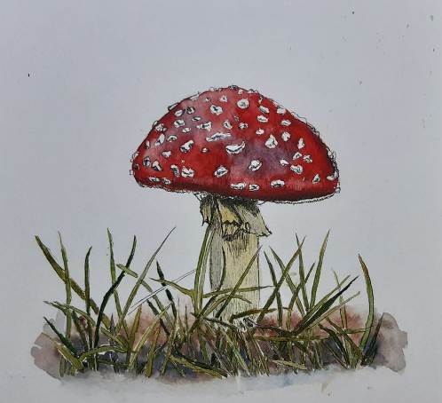 Pen and Wash Toadstool Illustration using Watercolour - The Devon Artist