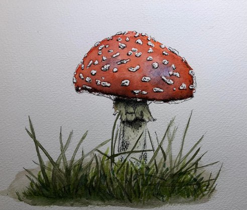 Pen and Wash Toadstool Illustration using Watercolour - The Devon Artist