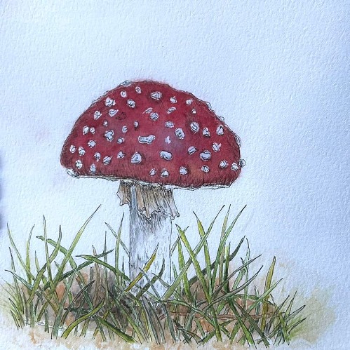 Pen and Wash Toadstool Illustration using Watercolour - The Devon Artist