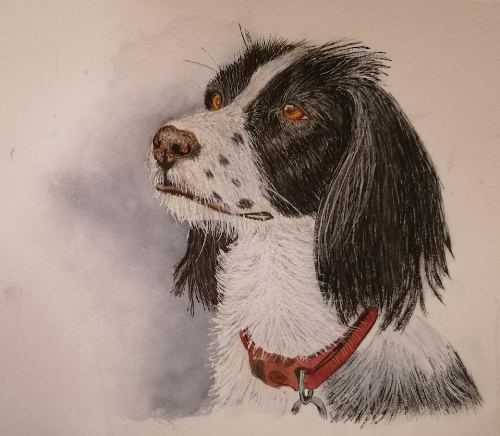 How to paint a dog in watercolor a detailed video tutorial - The Devon ...