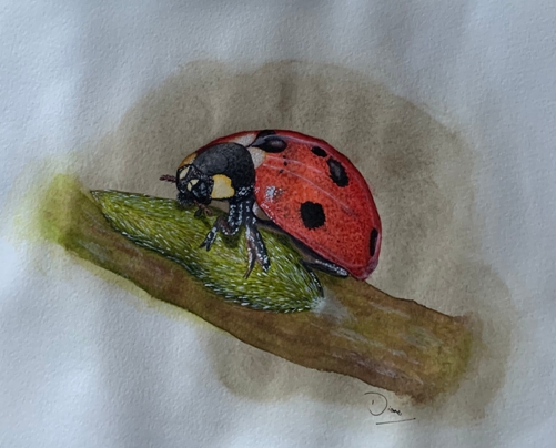 Watercolour ladybird video tutorial of the whole painting - The Devon ...