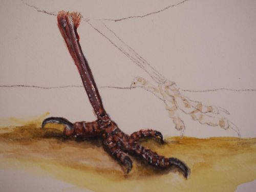 Realistic bird painting techniques using watercolours - The Devon Artist