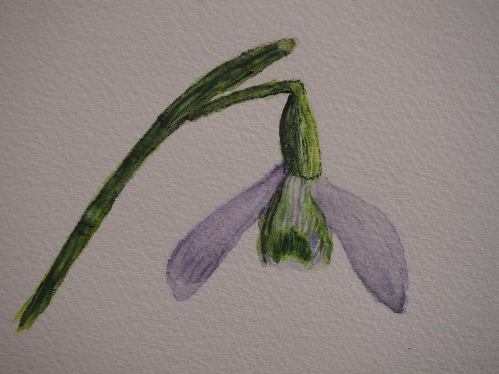 How to paint white flowers in watercolour, a snowdrop - The Devon Artist
