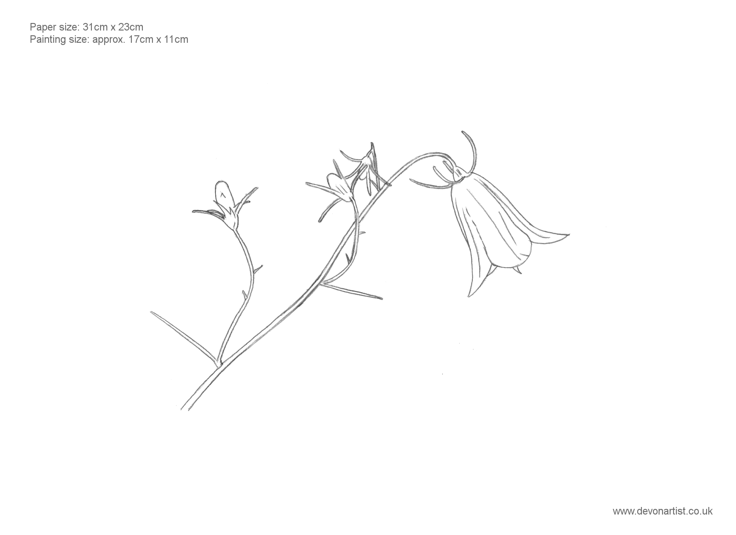 Wildflower watercolour painting instruction, step-by-step - The Devon ...