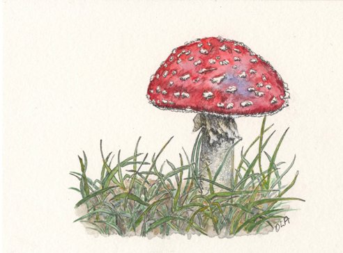 Pen and Wash Toadstool Illustration using Watercolour - The Devon Artist