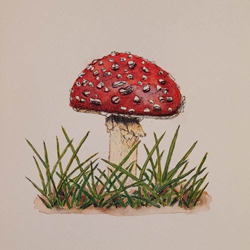 Pen and Wash Toadstool Illustration using Watercolour - The Devon Artist