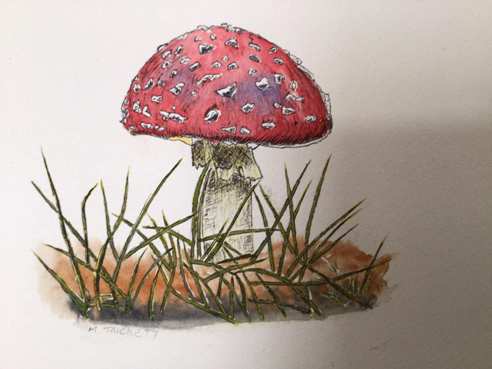 Pen and Wash Toadstool Illustration using Watercolour - The Devon Artist
