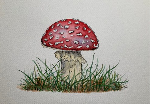 Pen and Wash Toadstool Illustration using Watercolour - The Devon Artist
