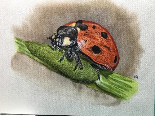 Watercolour ladybird video tutorial of the whole painting - The Devon ...