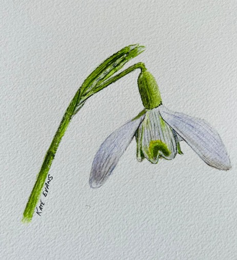 How to paint white flowers in watercolour, a snowdrop - The Devon Artist