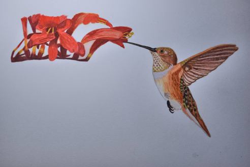 Video tutorial on painting a hummingbird in watercolour - The Devon Artist