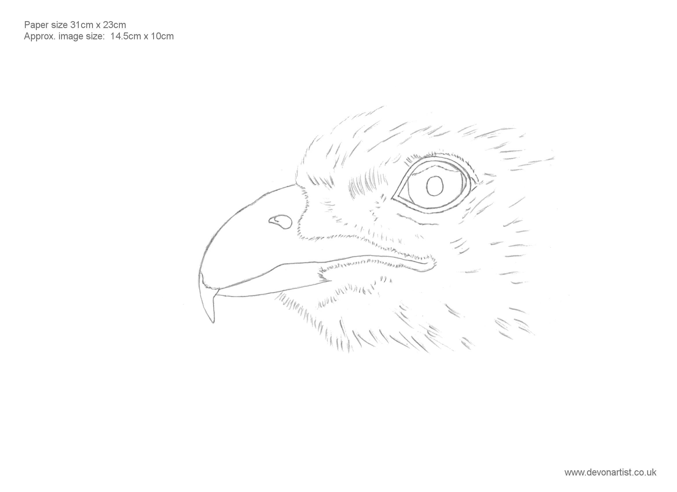 How to paint beaks in watercolour, learn a realistic style - The Devon ...