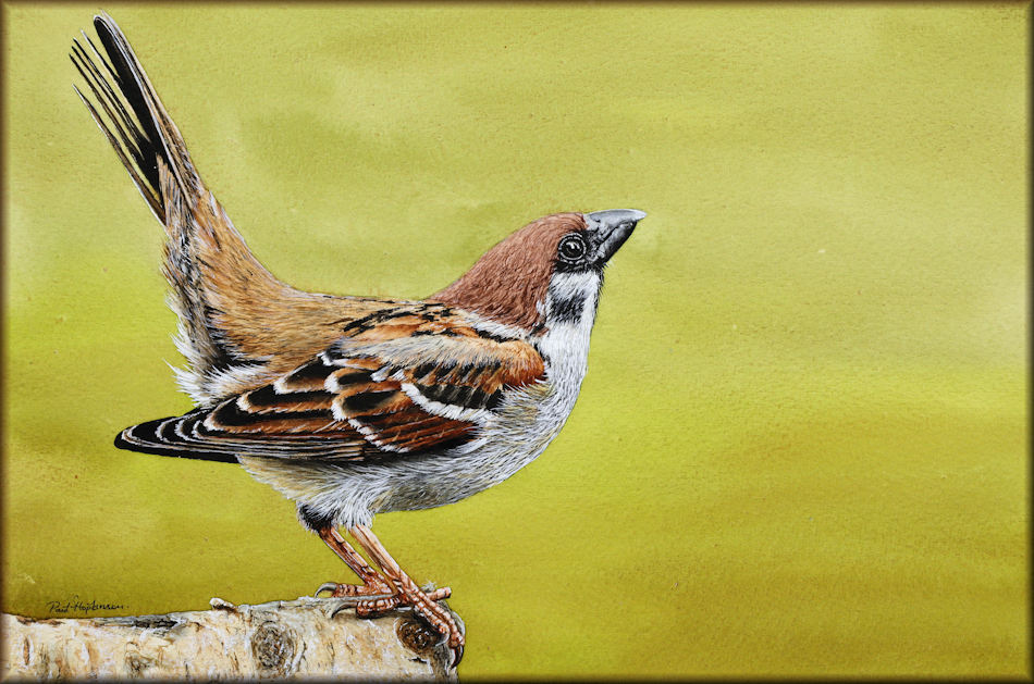 Painting brown birds in watercolour, Tree Sparrow study - The Devon Artist