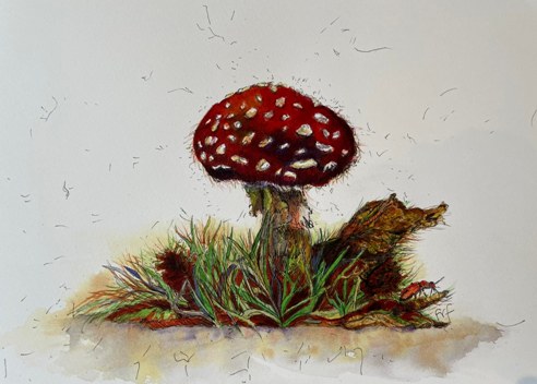 Pen and Wash Toadstool Illustration using Watercolour - The Devon Artist