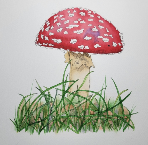 Pen and Wash Toadstool Illustration using Watercolour - The Devon Artist