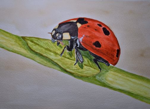 Watercolour ladybird video tutorial of the whole painting - The Devon ...