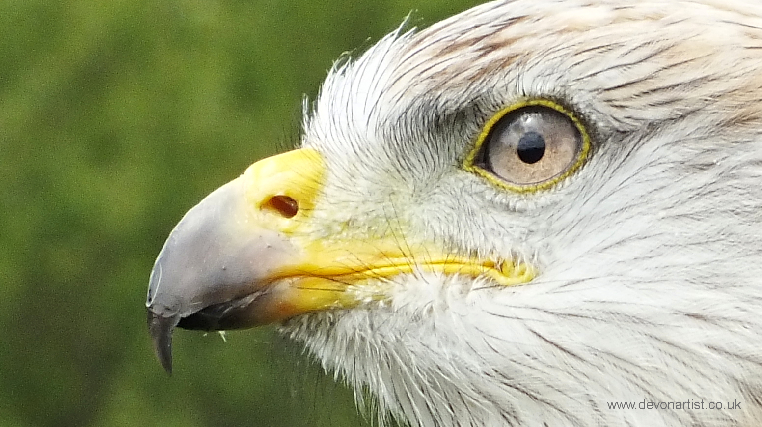 How to paint beaks in watercolour, learn a realistic style - The Devon ...