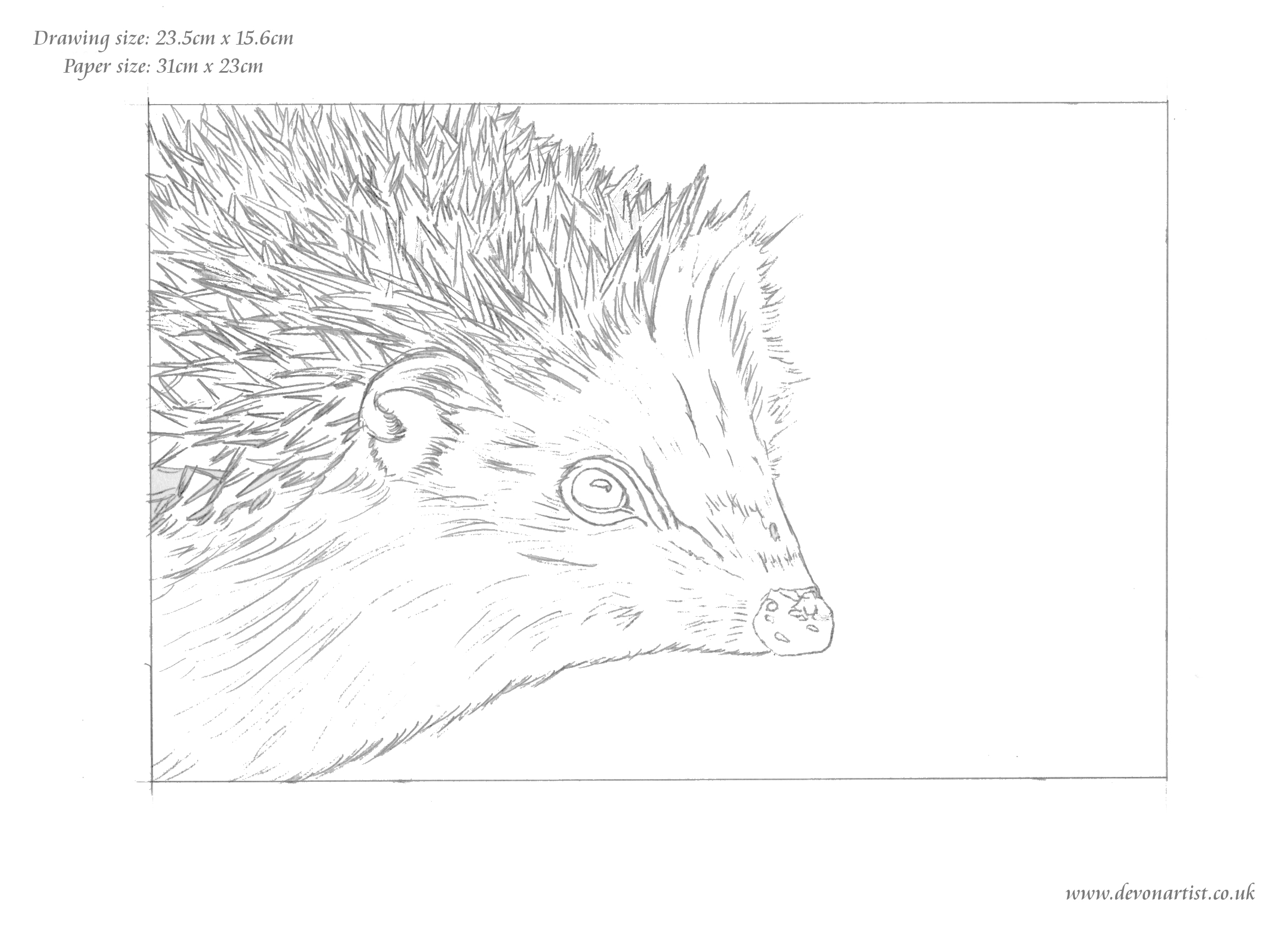 How to paint a hedgehog in watercolour in easy stages - The Devon Artist