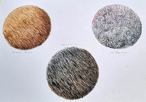 Paint detailed watercolour fur that's realistic & lifelike - The Devon ...