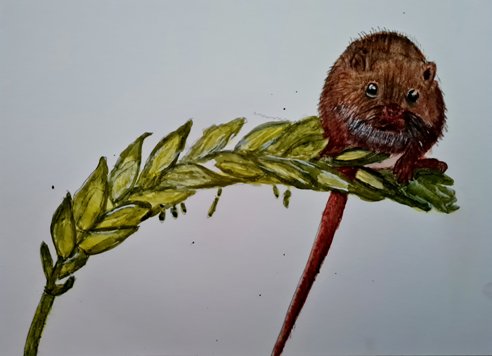 Beginner's guide to watercolour painting, video lessons - The Devon Artist