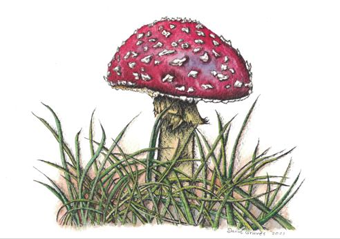 Pen and Wash Toadstool Illustration using Watercolour - The Devon Artist