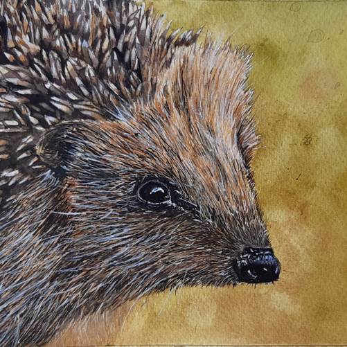 How to paint a hedgehog in watercolour in easy stages - The Devon Artist